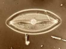 植物プランクトン - 検索結果 - ページ [2] - 世界百科事典の知識